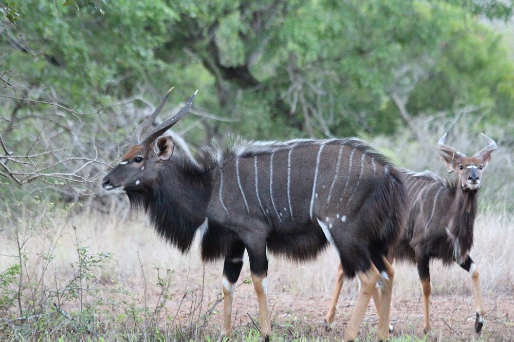 Nyala, Southern Africa's Stunning Antelope - 10,000 Birds