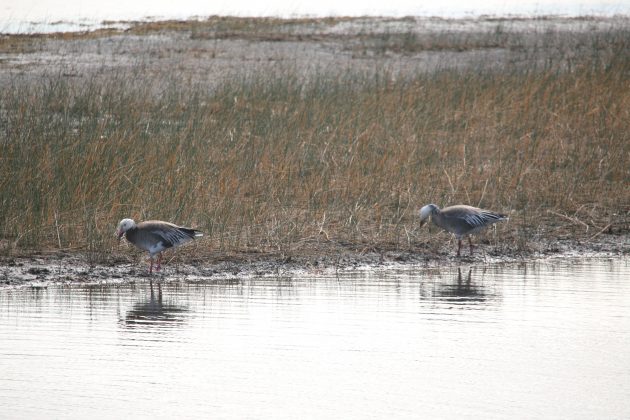 Snow Geese in Florida - 10,000 Birds