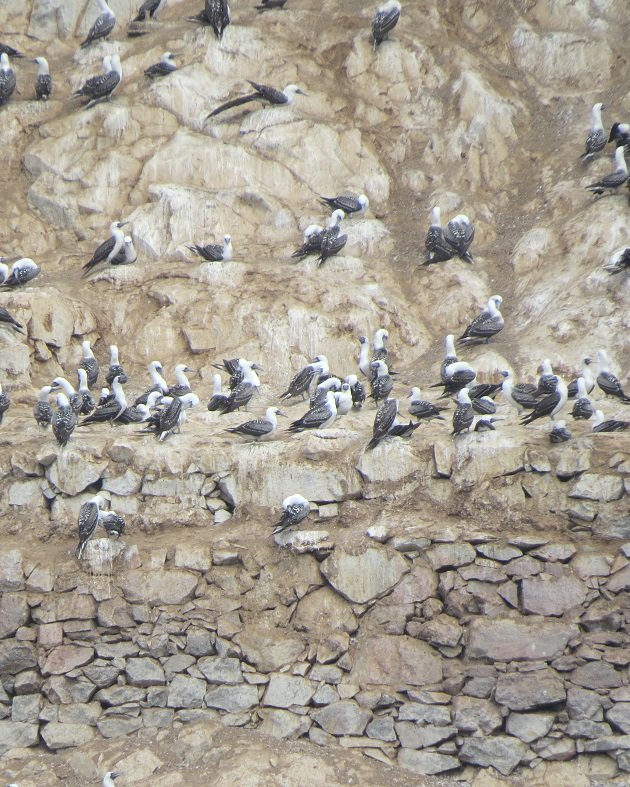 Cepas De Loro: Pisco Puro Muscatel - 10,000 Birds