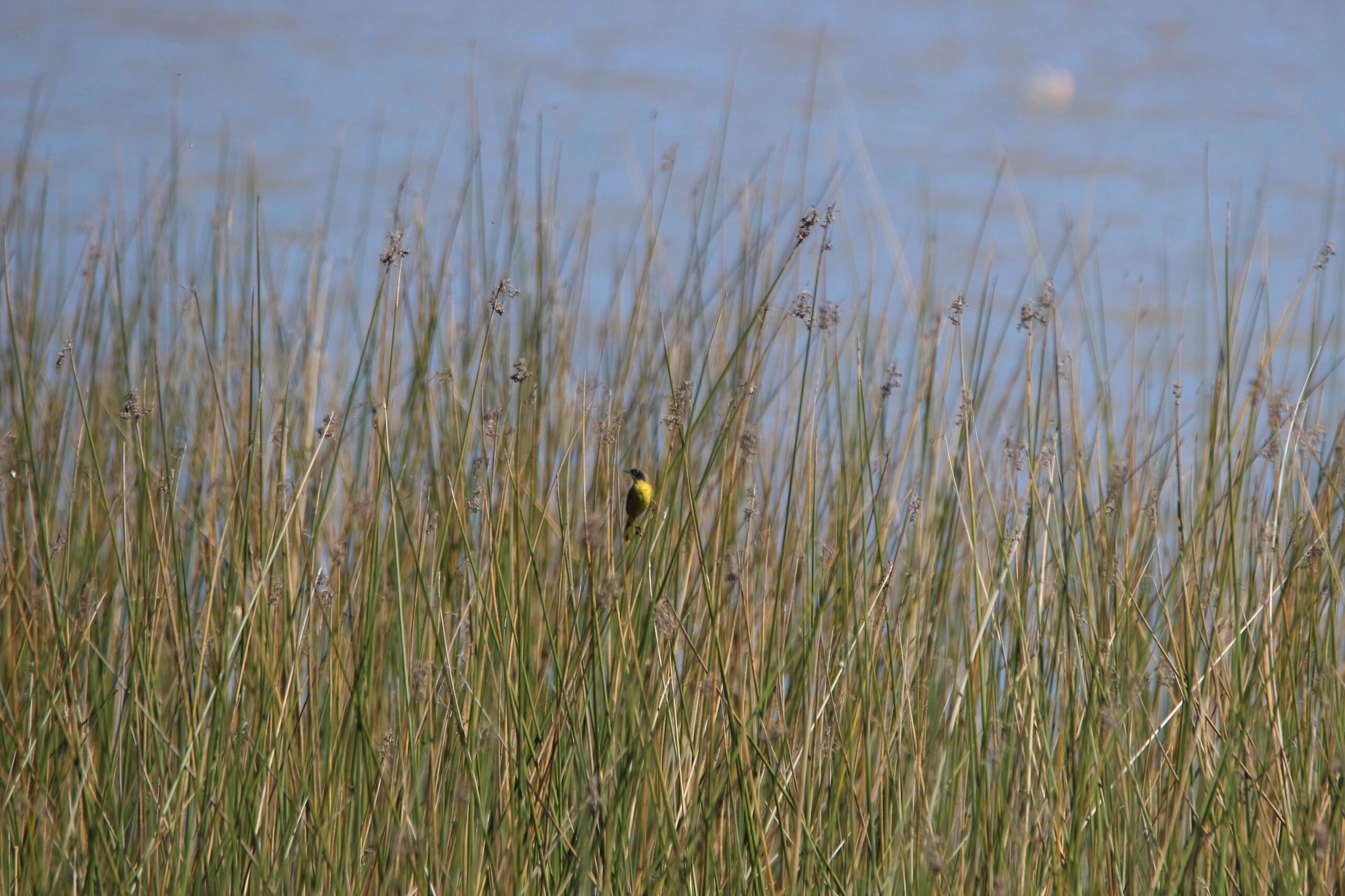 Rare, but Resilient - 10,000 Birds