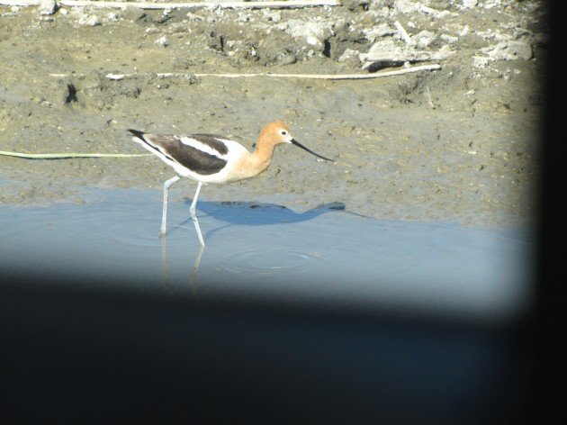 Birding Fallon: Well Worth the Trip - 10,000 Birds