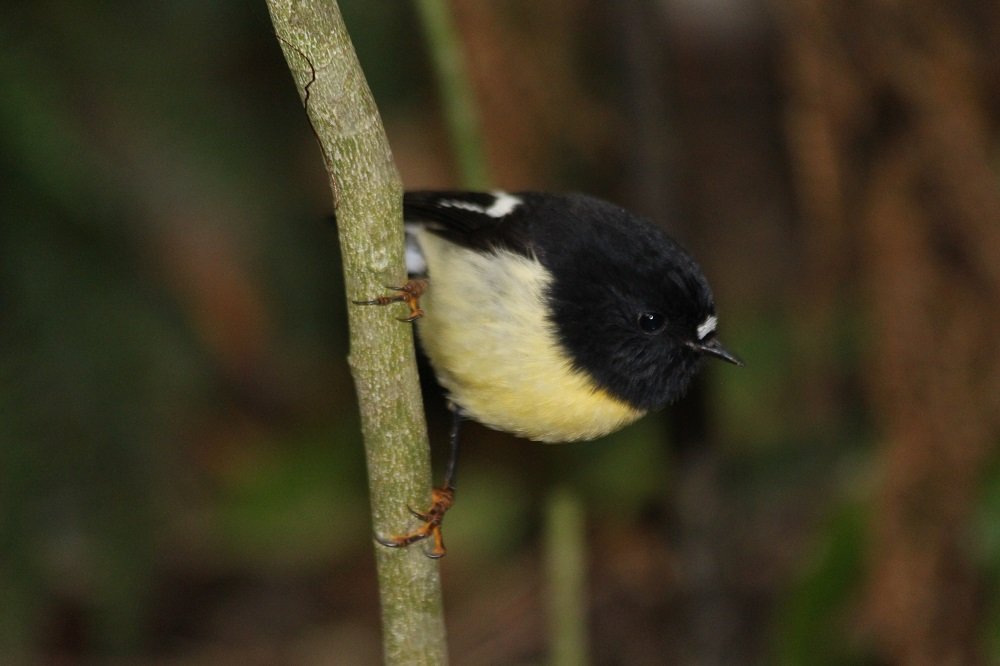 Adorable Little Tomtits - 10,000 Birds