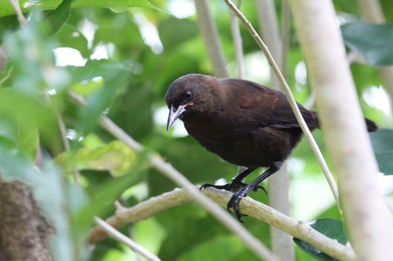 What is a Jackbird? - 10,000 Birds