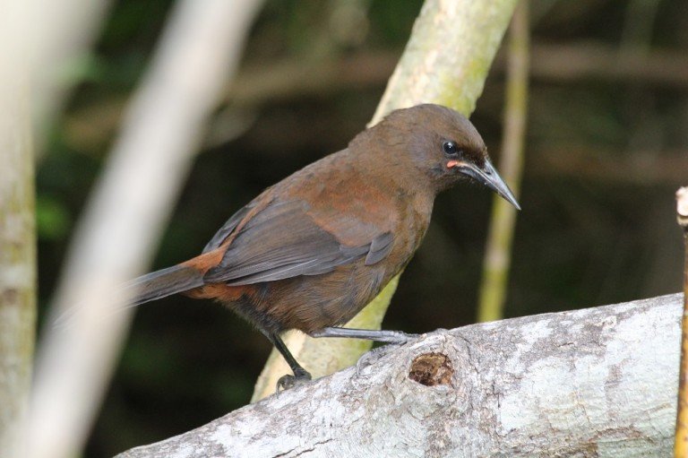 What is a Jackbird? - 10,000 Birds