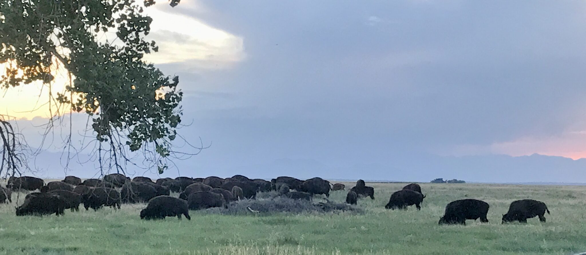 Chronic Exposure in Colorado - 10,000 Birds