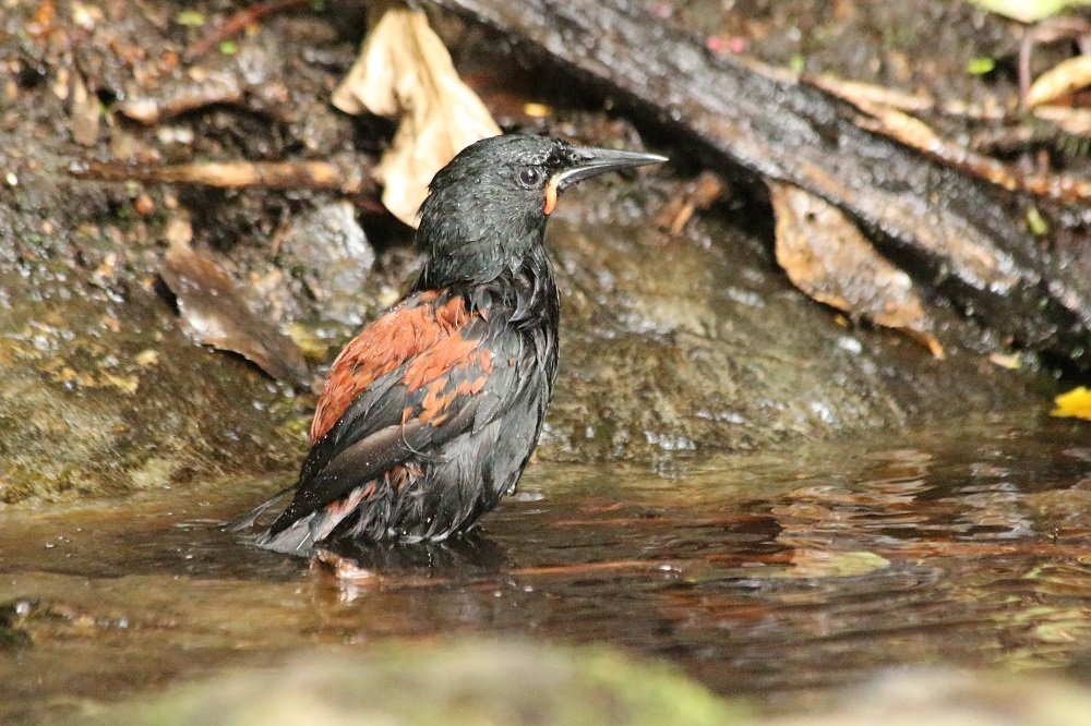 What is a Jackbird? - 10,000 Birds