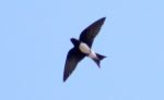 The Joy of One-eyed Birding - 10,000 Birds