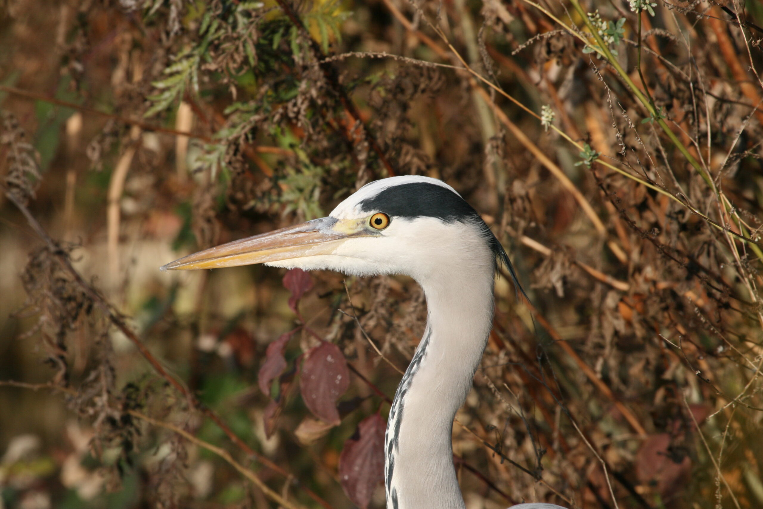 Some Germans have a bird - A short birding trip through the German ...