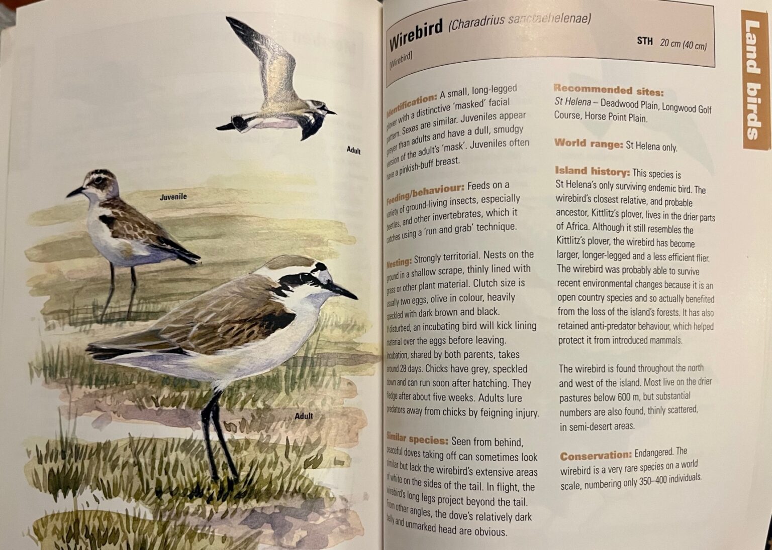 A guide to the birds of St Helena and Ascension Island - An archetype ...
