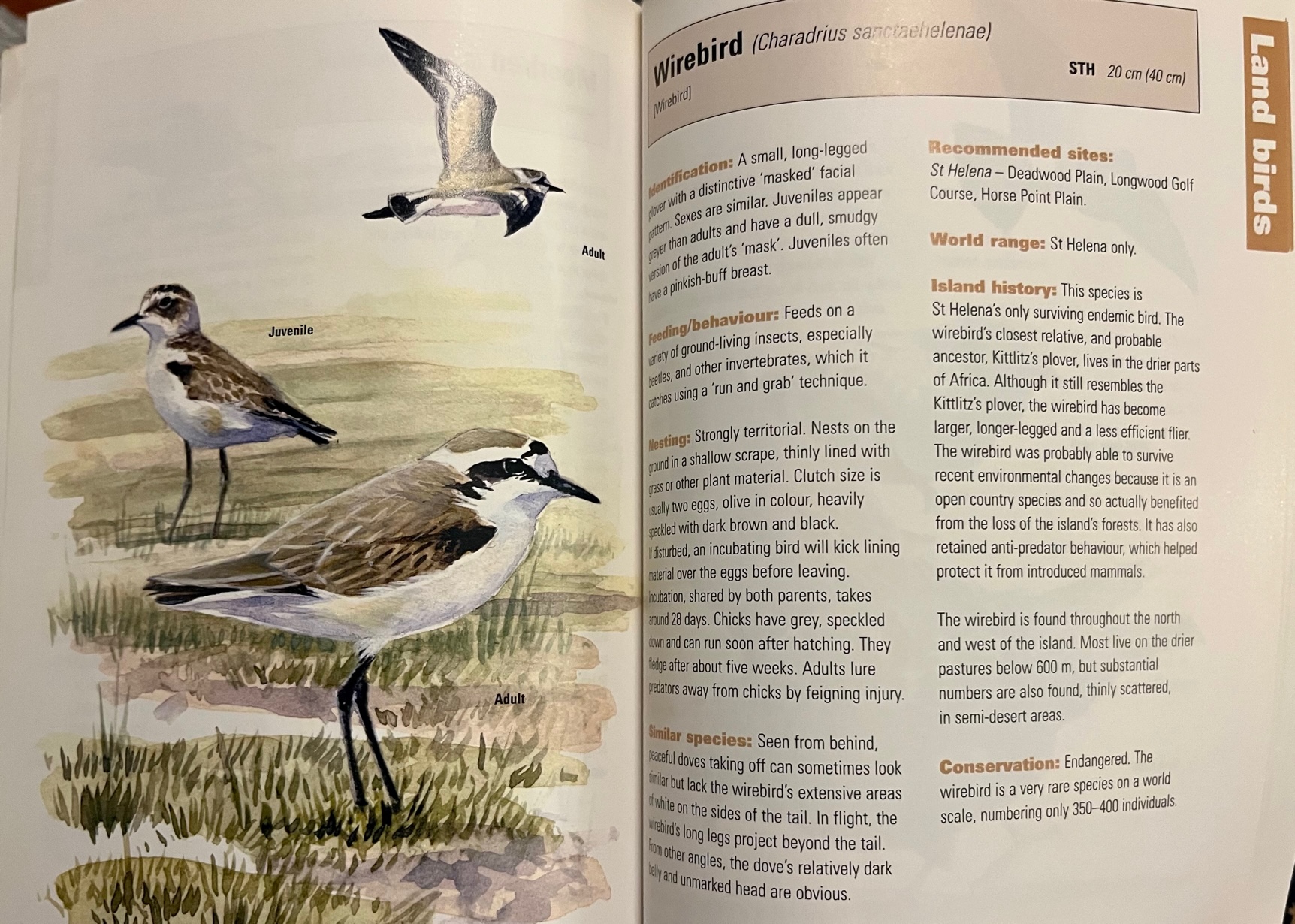 A guide to the birds of St Helena and Ascension Island - An archetype ...