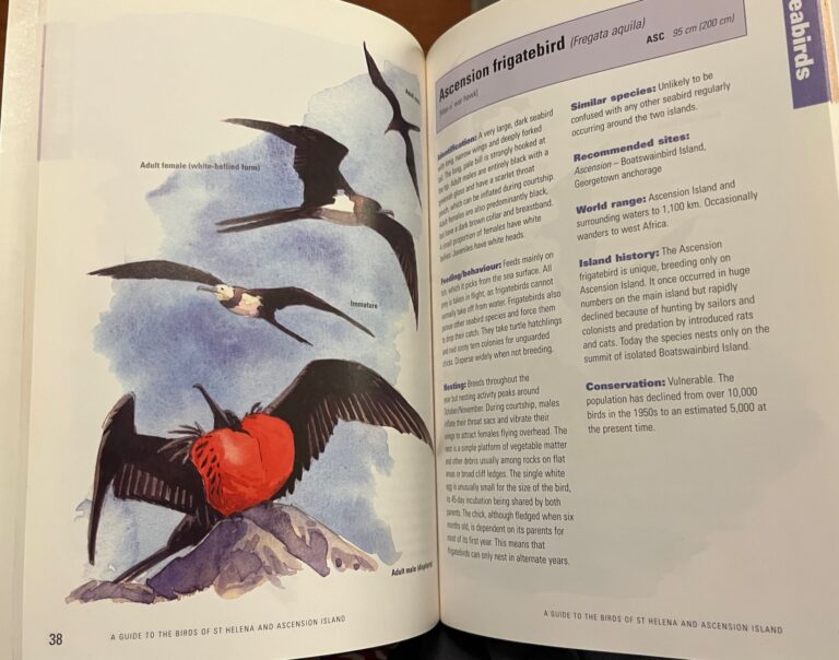 A guide to the birds of St Helena and Ascension Island - An archetype ...