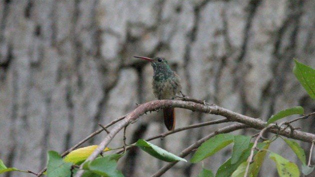 The Secret Hummingbird - 10,000 Birds