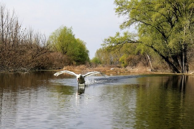 Beaten by an Angry Bird - 10,000 Birds