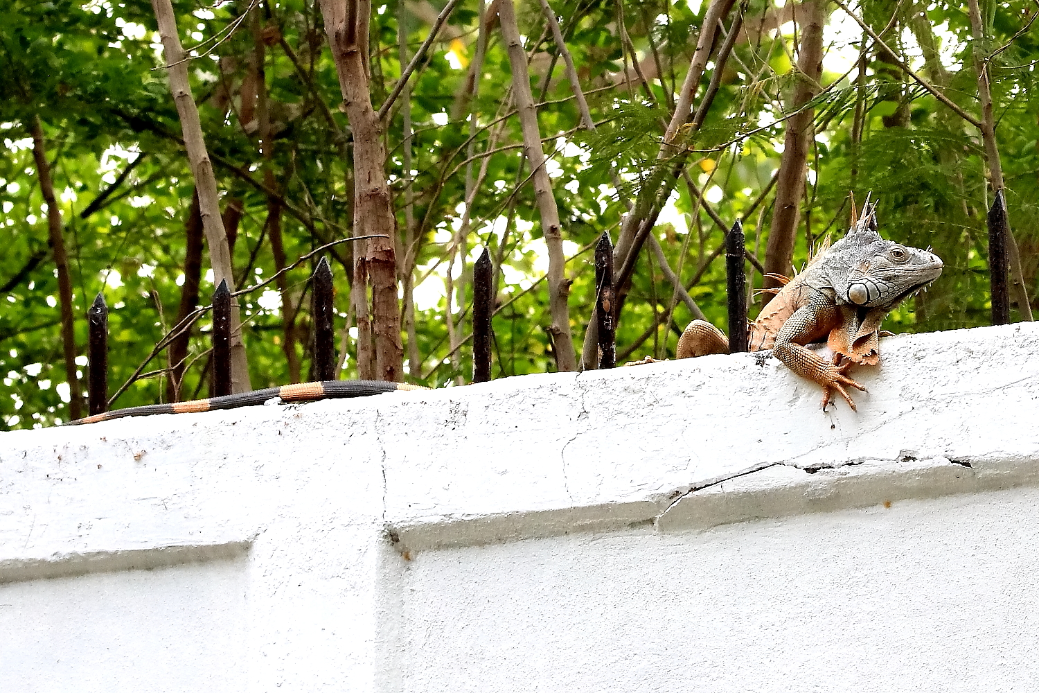 Birding Villahermosa’s Urban Parks - 10,000 Birds