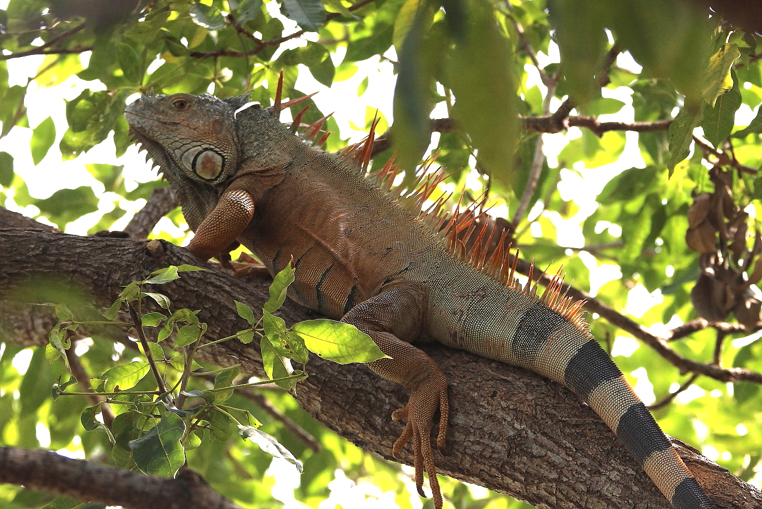 Birding Villahermosa’s Urban Parks - 10,000 Birds