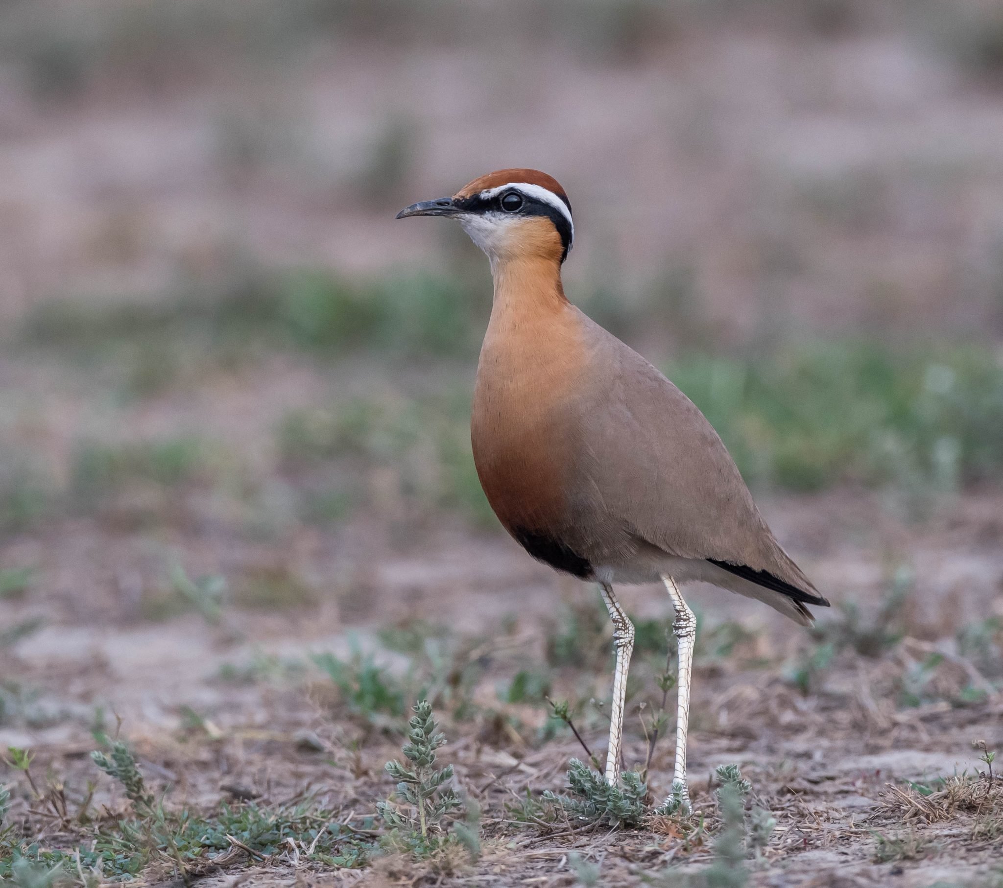 Birding in the Delhi area Part 2 - 10,000 Birds