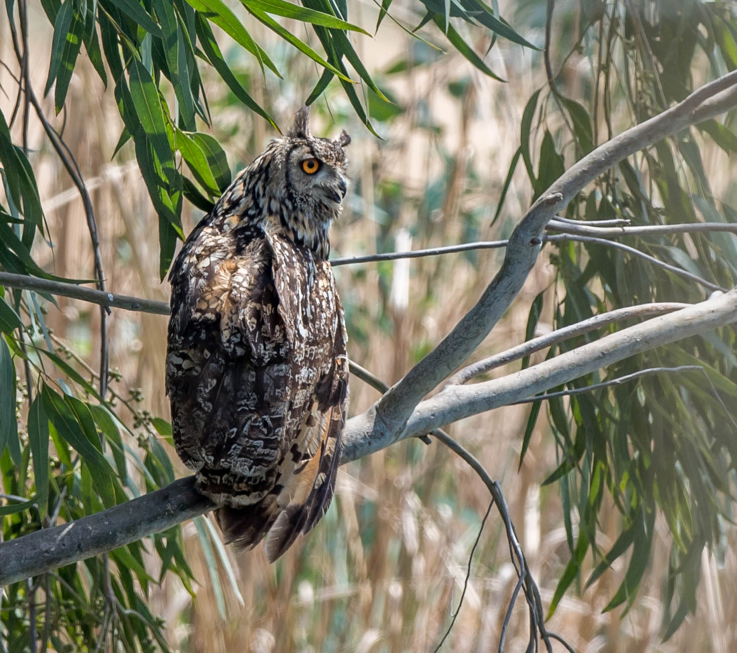 Owls around Delhi - 10,000 Birds