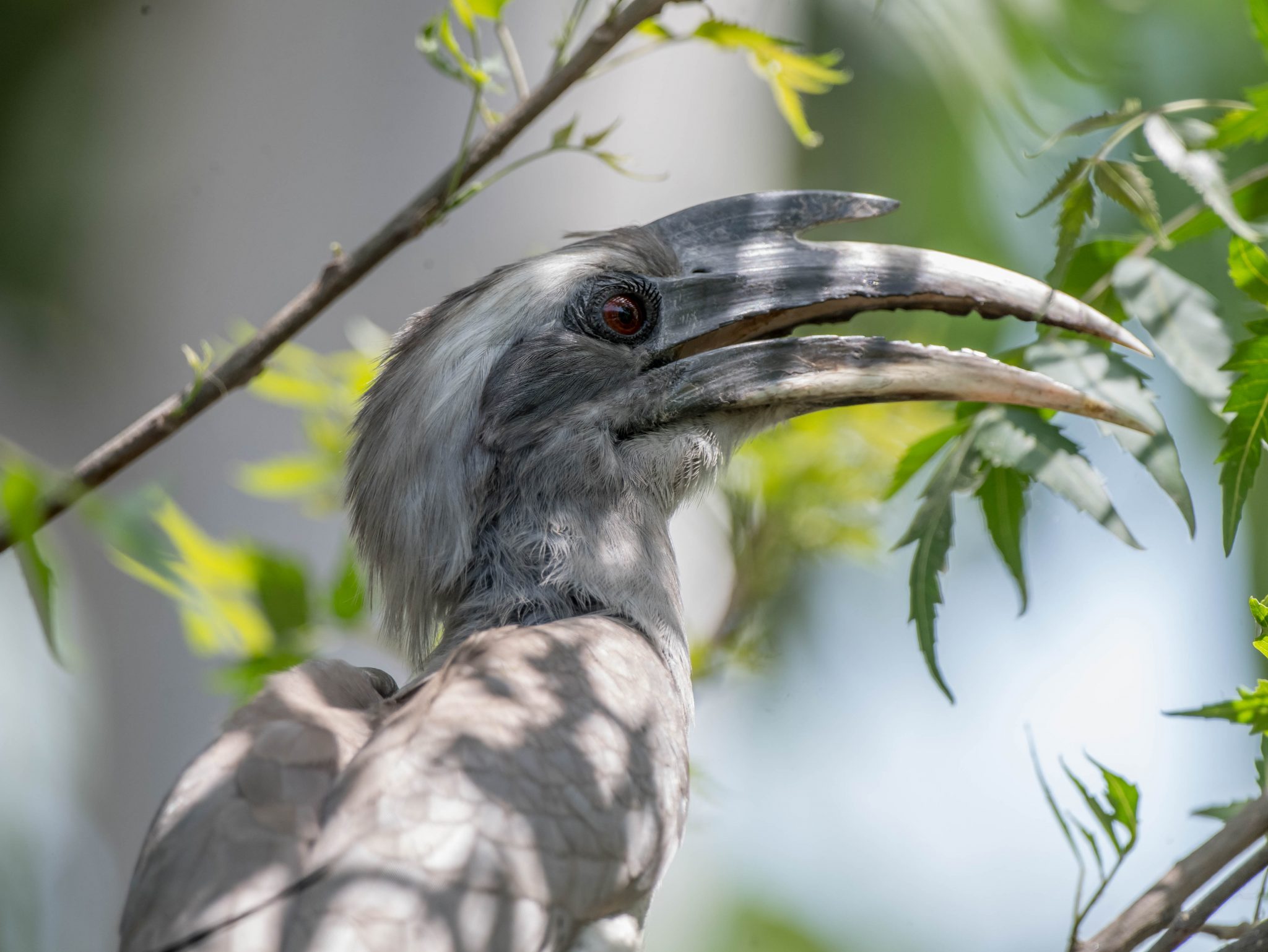 Birding in the Delhi area Part 2 - 10,000 Birds