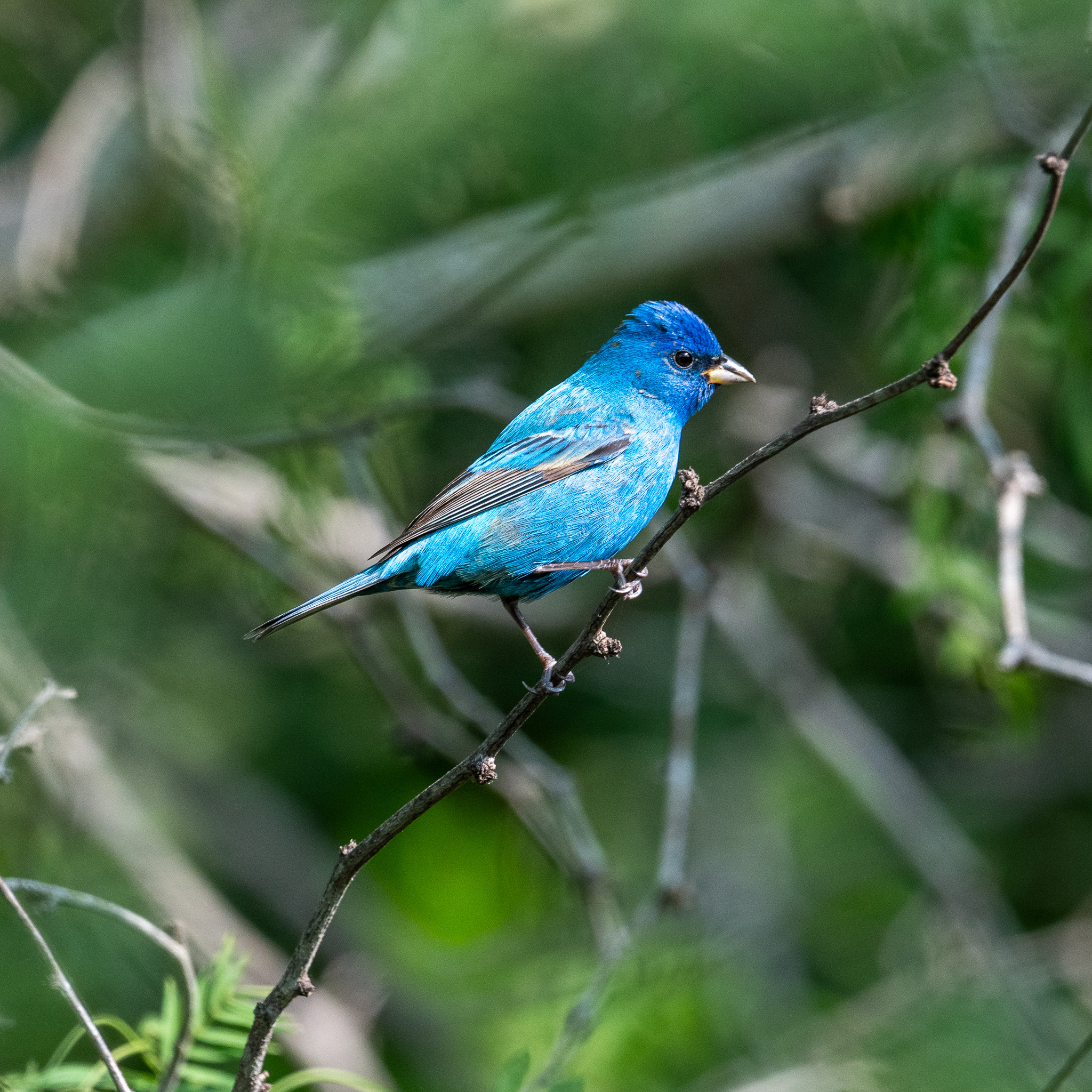 Spring Migration on South Padre Island, Texas - 10,000 Birds