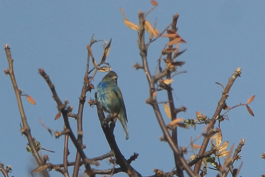New Year’s Birding in Central Mexico - 10,000 Birds