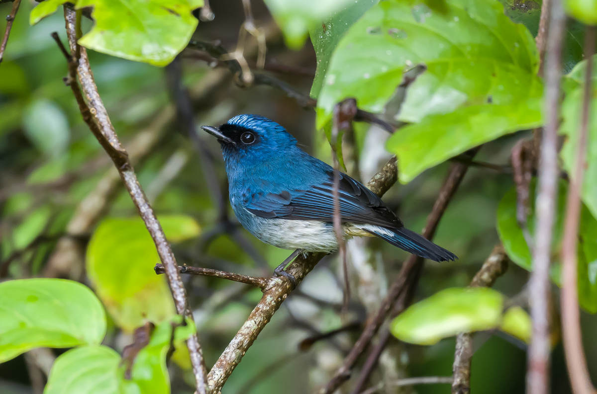 Birding Mount Kinabalu, Sabah, Borneo - 10,000 Birds
