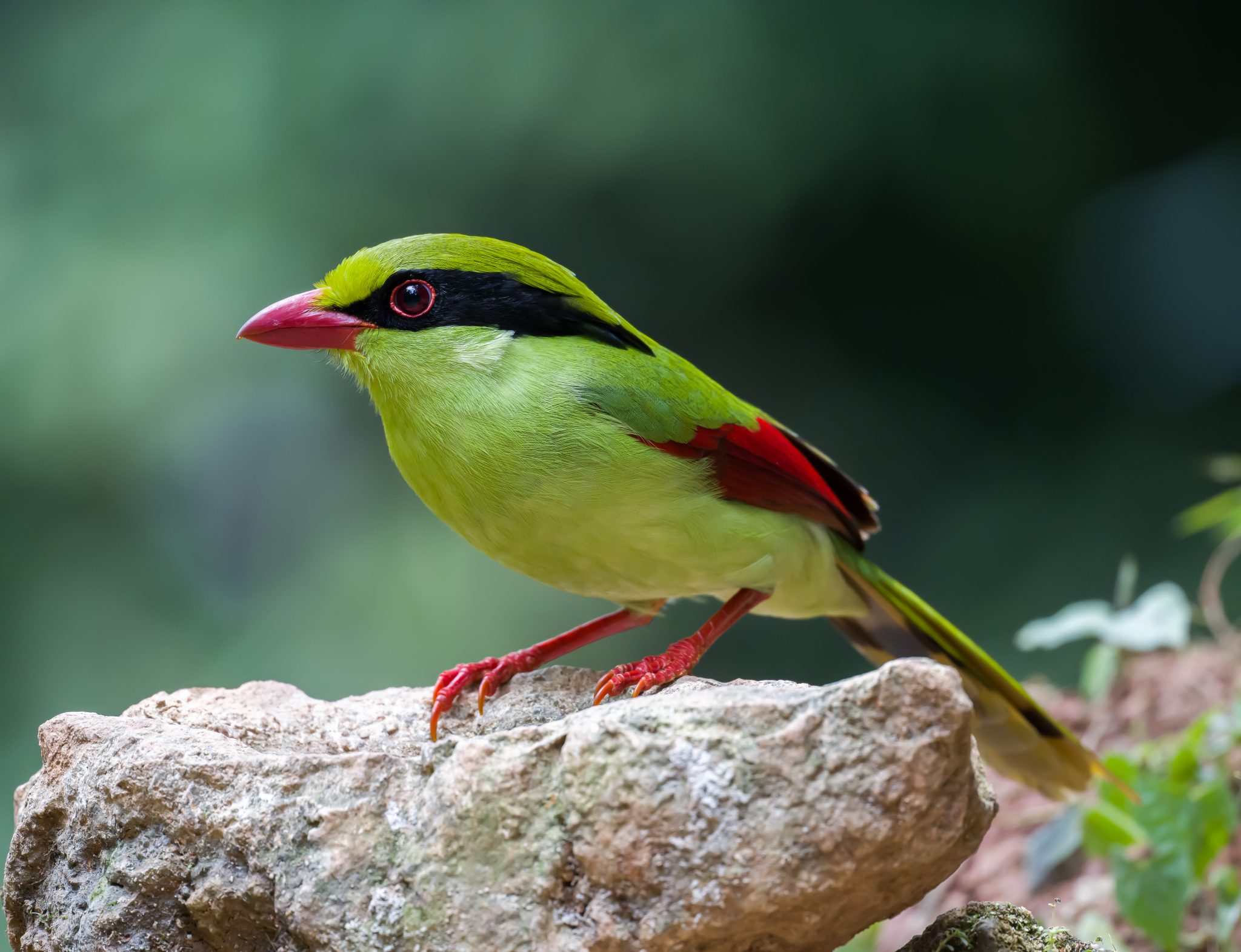 Birding Nonggang, Guangxi, China - part 2 - 10,000 Birds