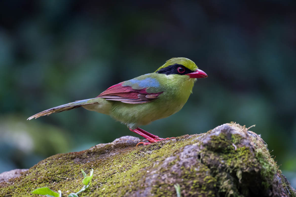 Birding Nonggang, Guangxi, China - part 2 - 10,000 Birds