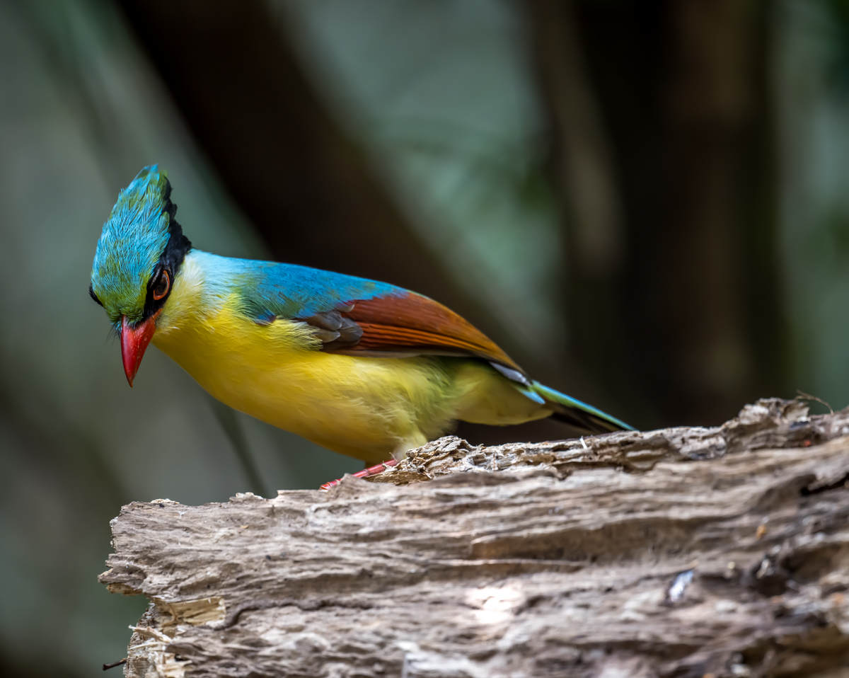Birding Tan Phu Forest, Vietnam (Part 1) - 10,000 Birds