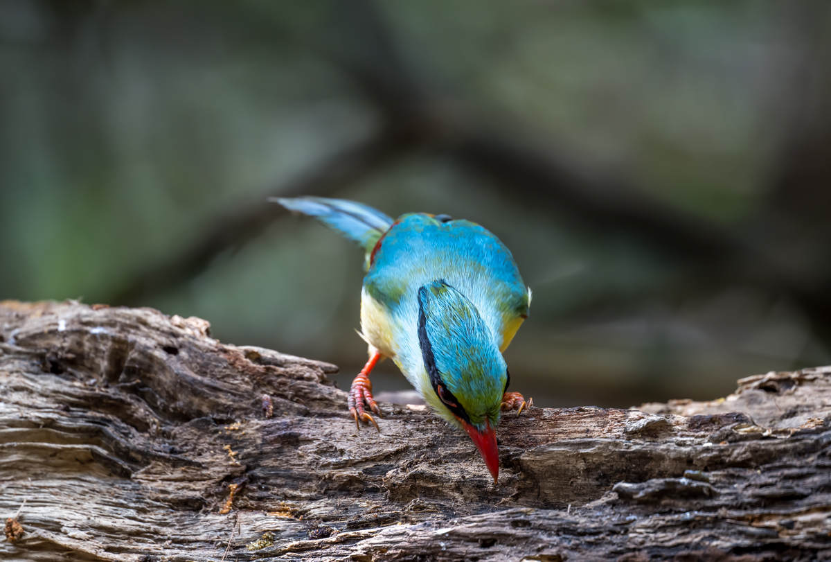 Birding Tan Phu Forest, Vietnam (Part 1) - 10,000 Birds