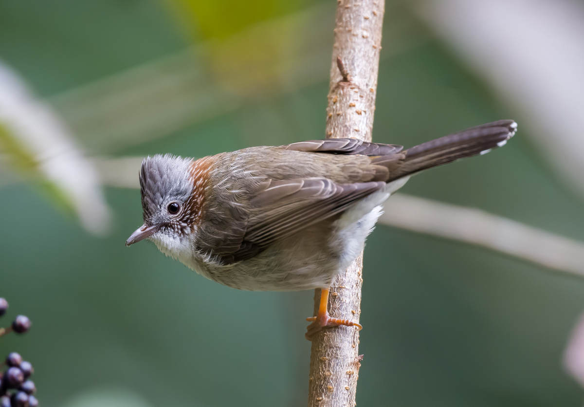 Birding Napo, Guangxi, China - part 2 - 10,000 Birds