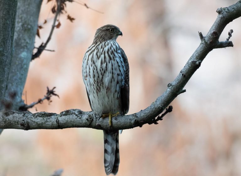The Gas Station Bird - 10,000 Birds