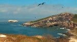 Isla Isabel - Mexico’s Galapagos - 10,000 Birds