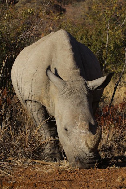 Rhino Birds - 10,000 Birds