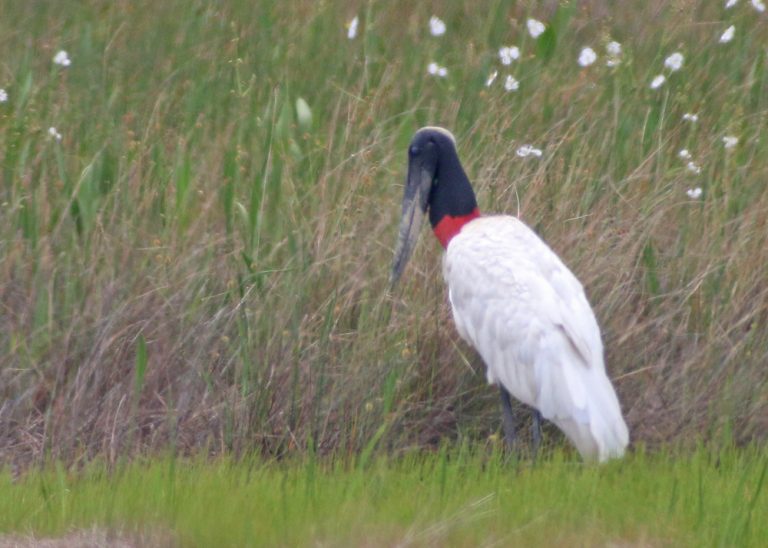 How I Saw My First Jabiru - 10,000 Birds