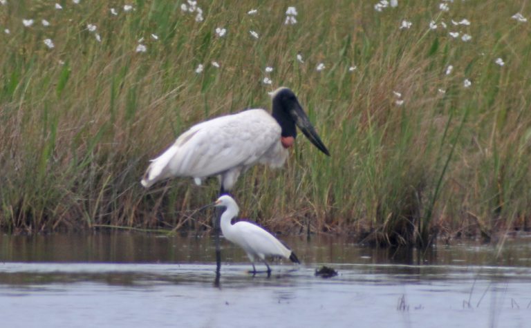 How I Saw My First Jabiru - 10,000 Birds