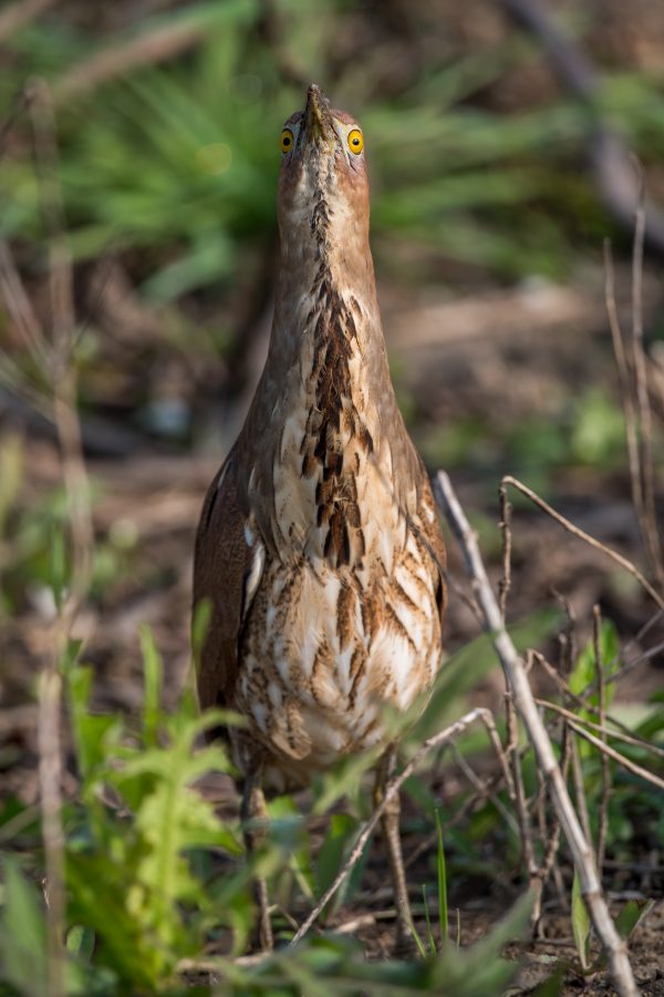 Shanghai birds in April - 10,000 Birds