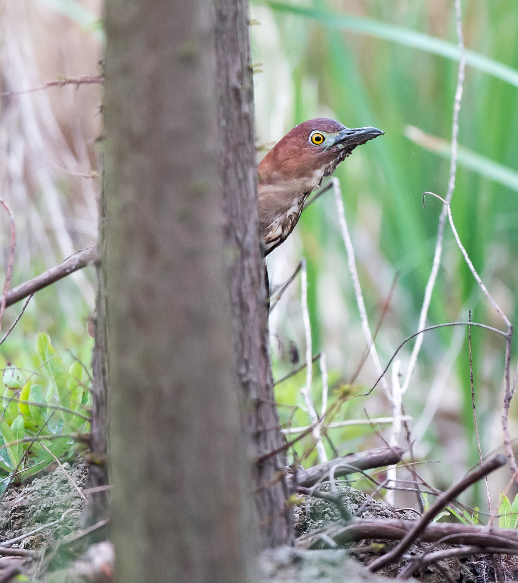 Japanese Night Heron in Shanghai - 10,000 Birds