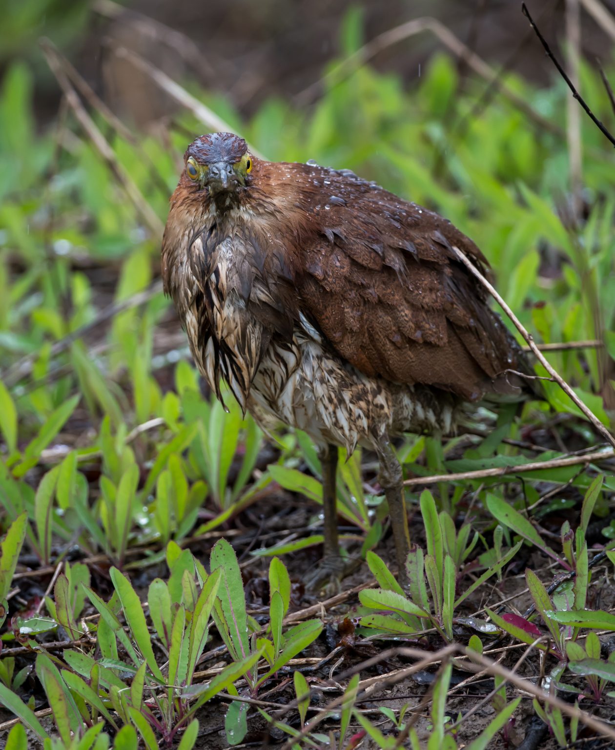 Japanese Night Heron in Shanghai - 10,000 Birds