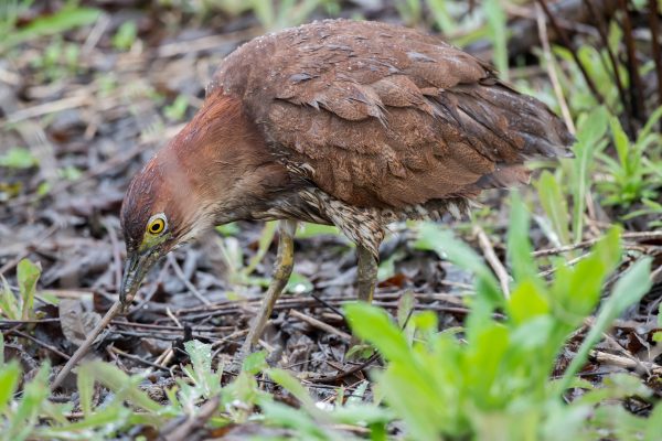 Japanese Night Heron in Shanghai - 10,000 Birds