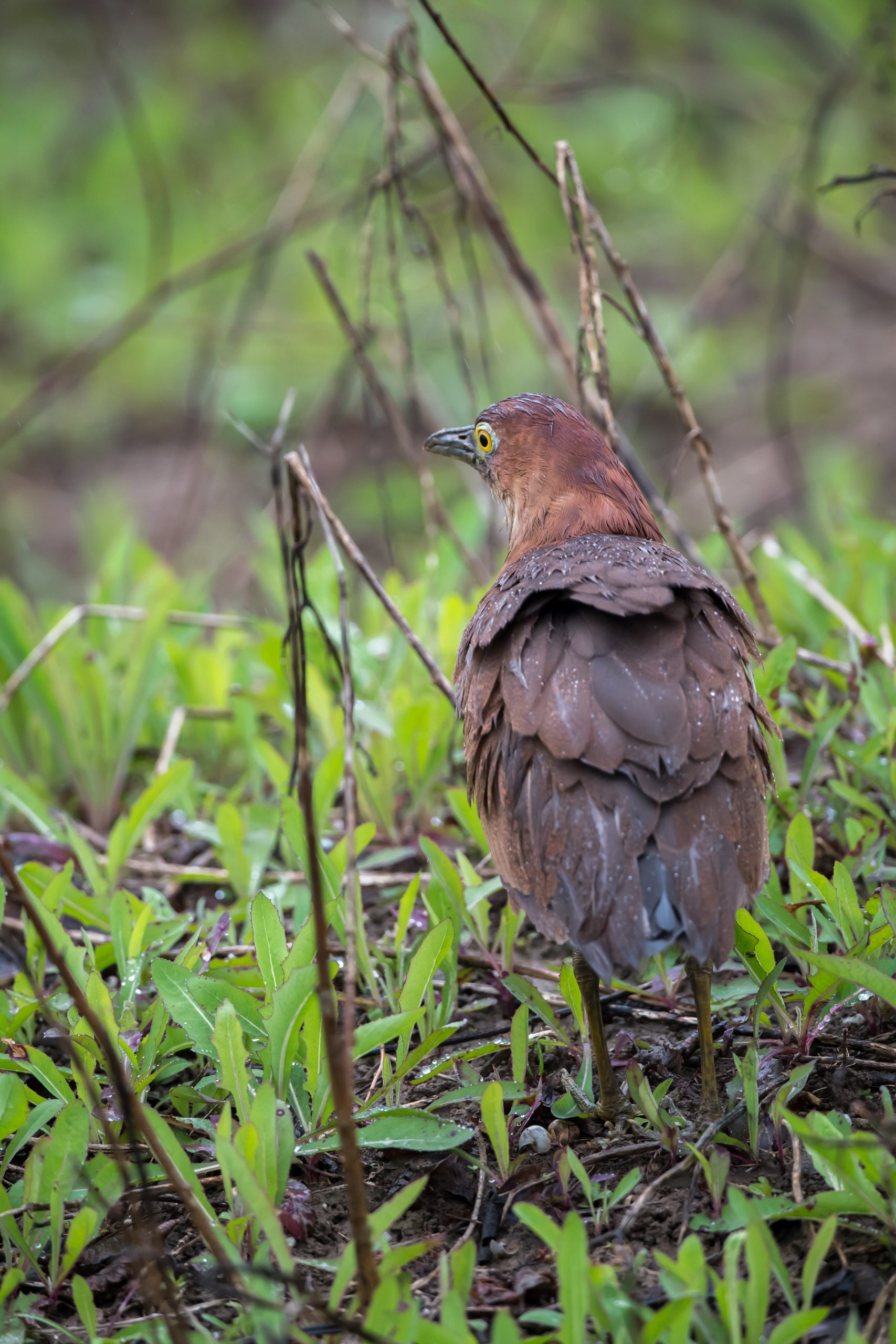 Japanese Night Heron in Shanghai - 10,000 Birds