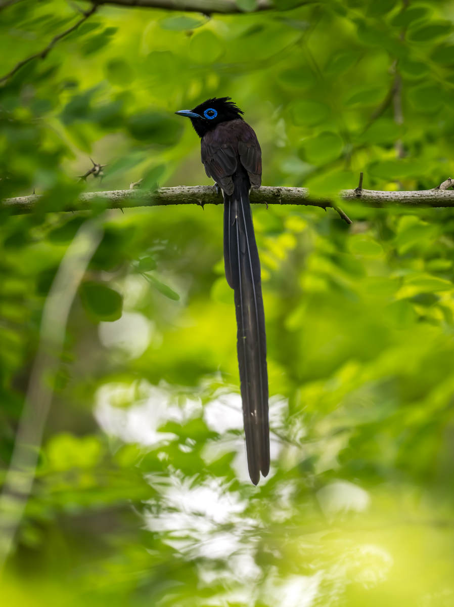 Japanese Paradise Flycatcher in Shanghai - 10,000 Birds