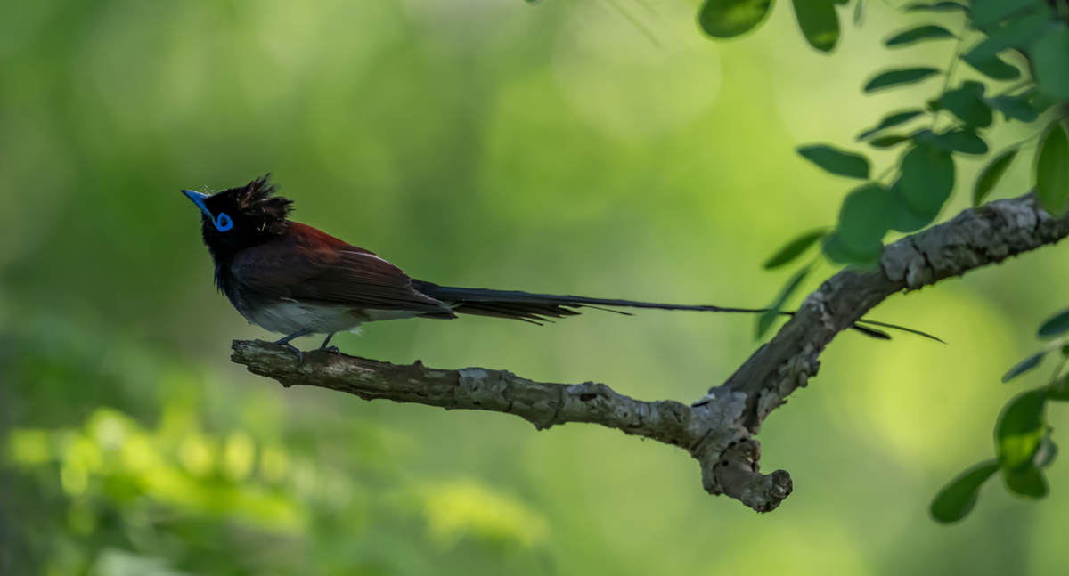 Japanese Paradise Flycatcher in Shanghai - 10,000 Birds