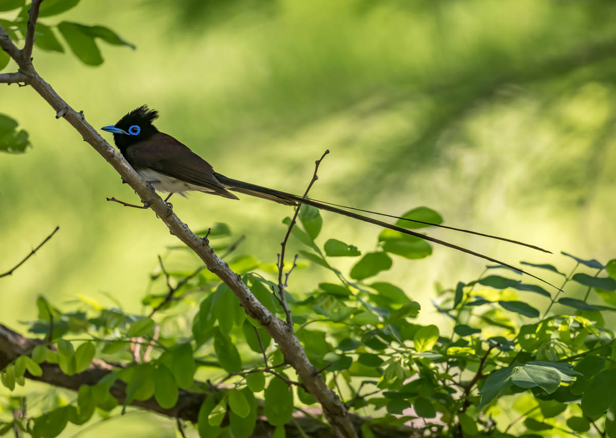 Japanese Paradise Flycatcher in Shanghai - 10,000 Birds