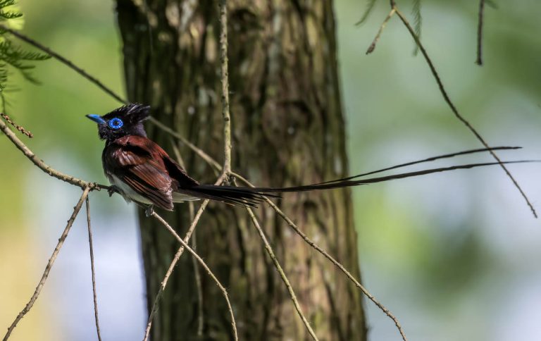 Japanese Paradise Flycatcher in Shanghai - 10,000 Birds