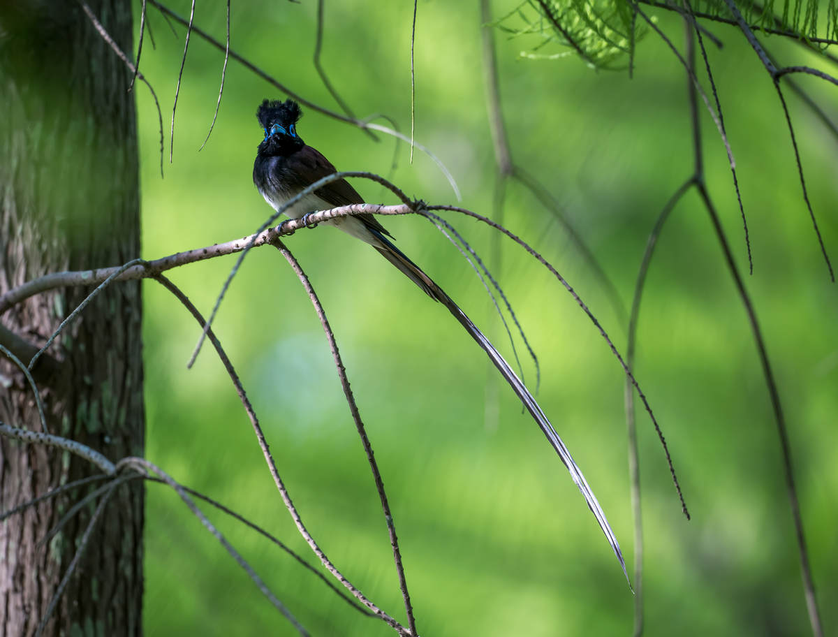 Japanese Paradise Flycatcher in Shanghai - 10,000 Birds