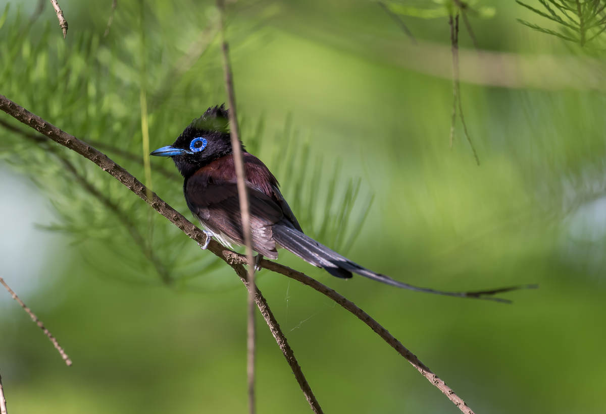 Japanese Paradise Flycatcher in Shanghai - 10,000 Birds