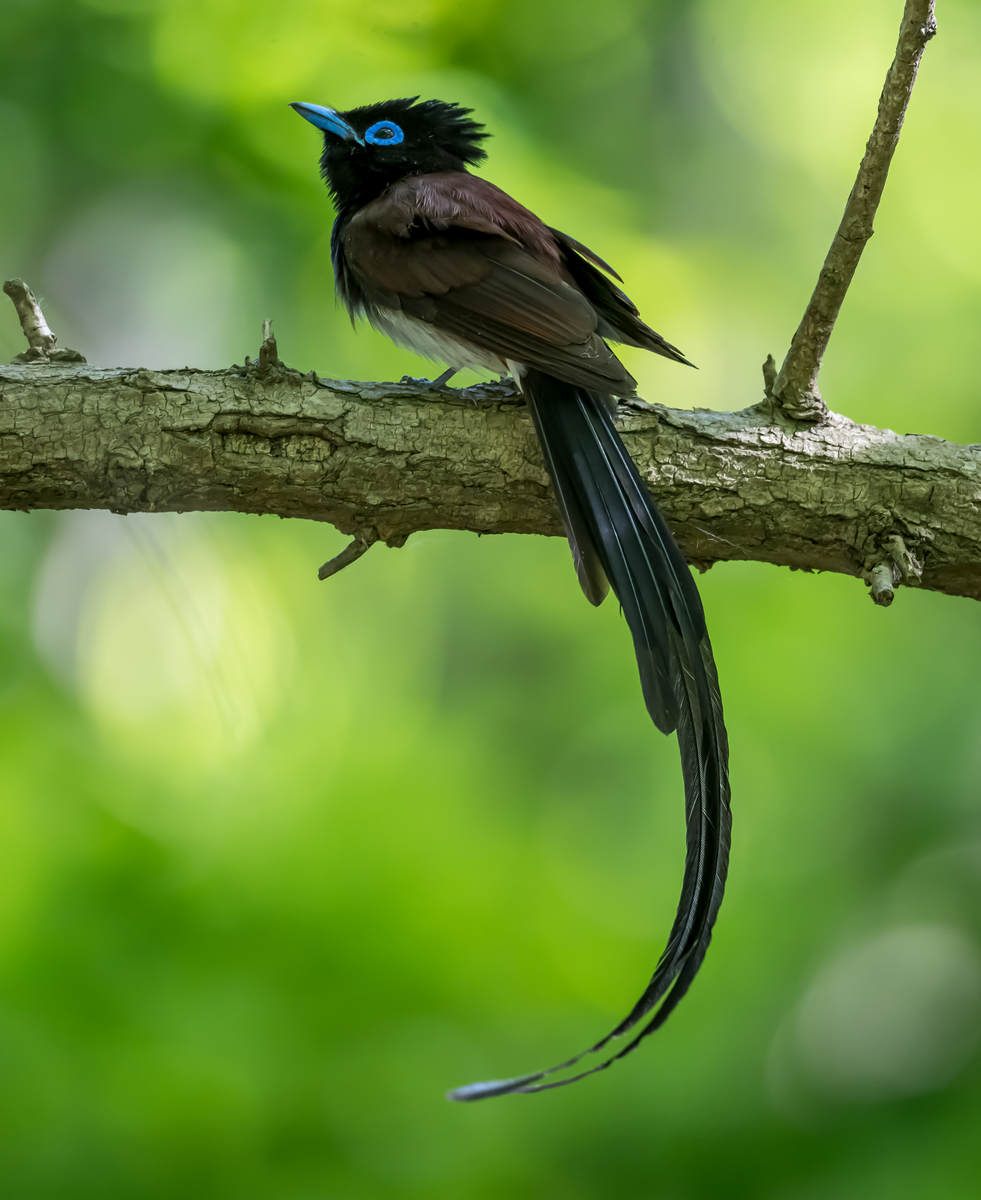 Japanese Paradise Flycatcher in Shanghai - 10,000 Birds