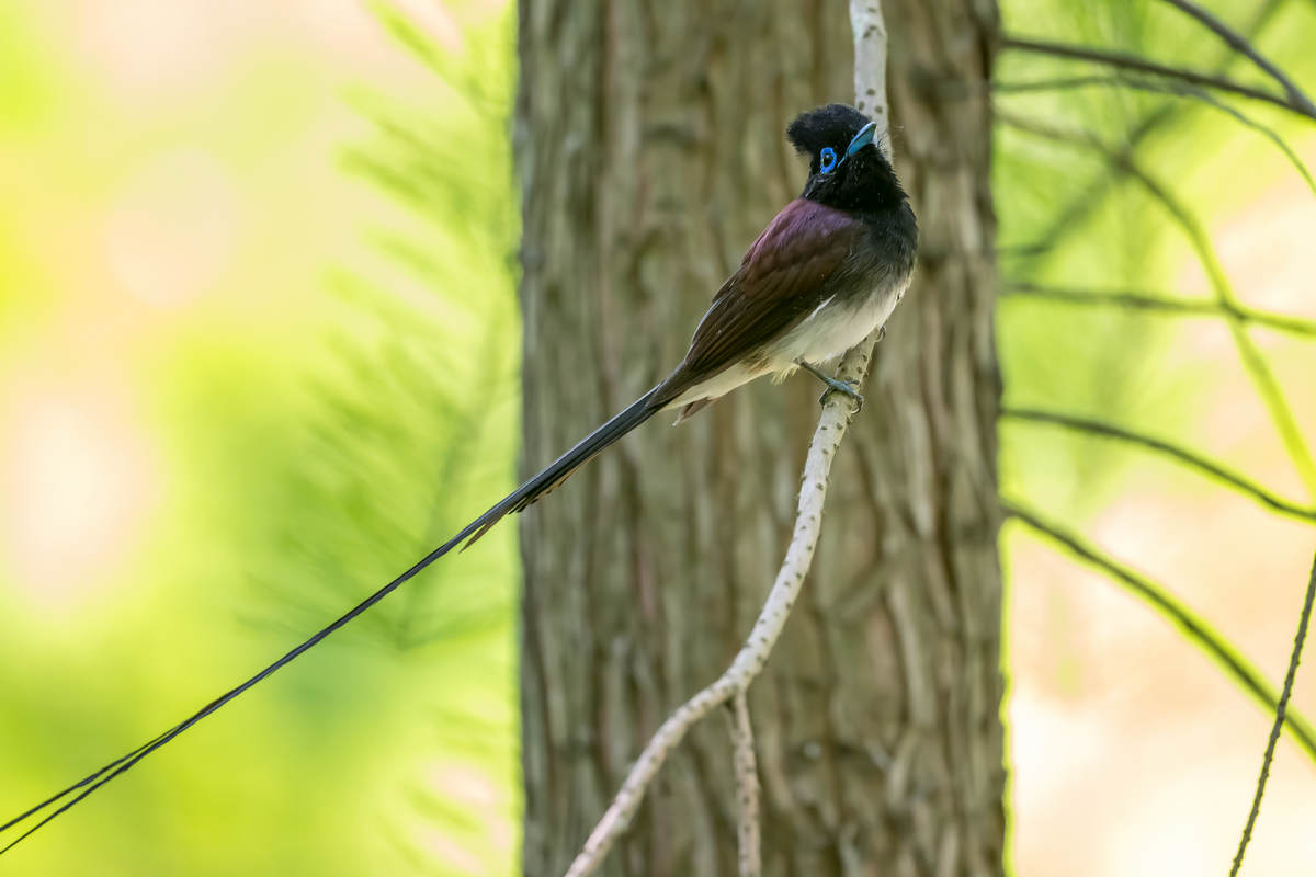 Japanese Paradise Flycatcher in Shanghai - 10,000 Birds