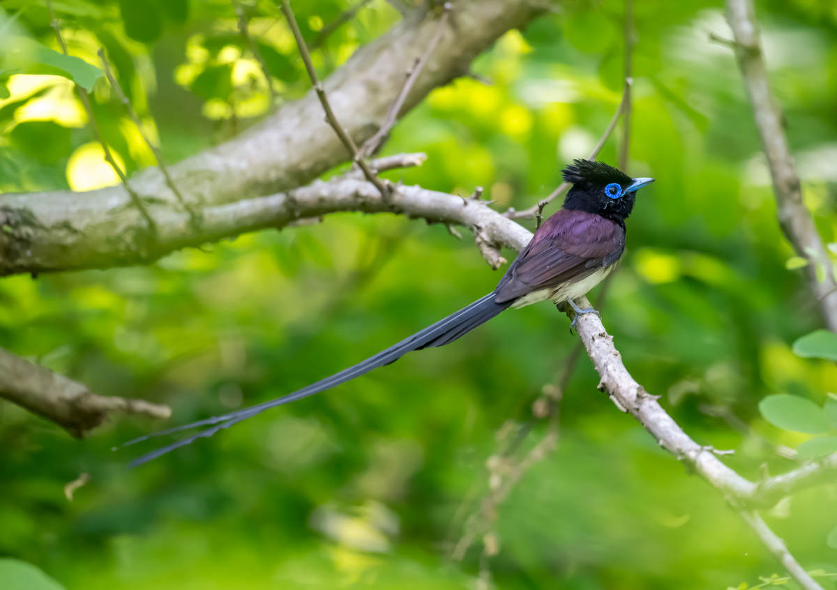 Japanese Paradise Flycatcher in Shanghai - 10,000 Birds