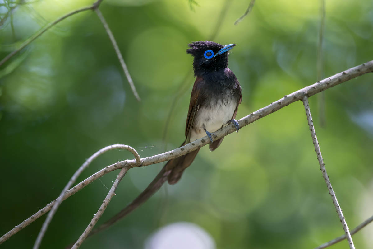 Japanese Paradise Flycatcher in Shanghai - 10,000 Birds